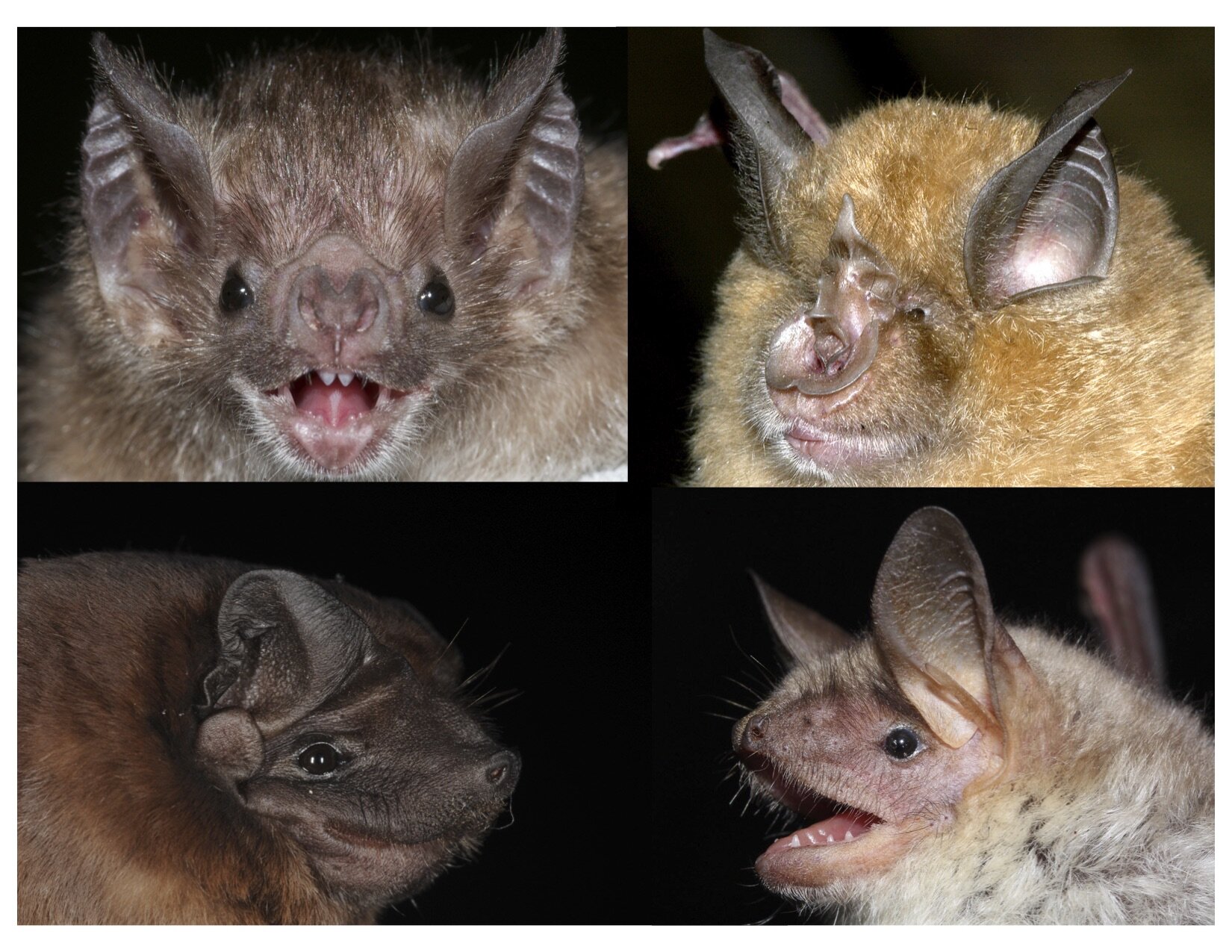Astonishingly accurate: Chronological age determination of bats ...
