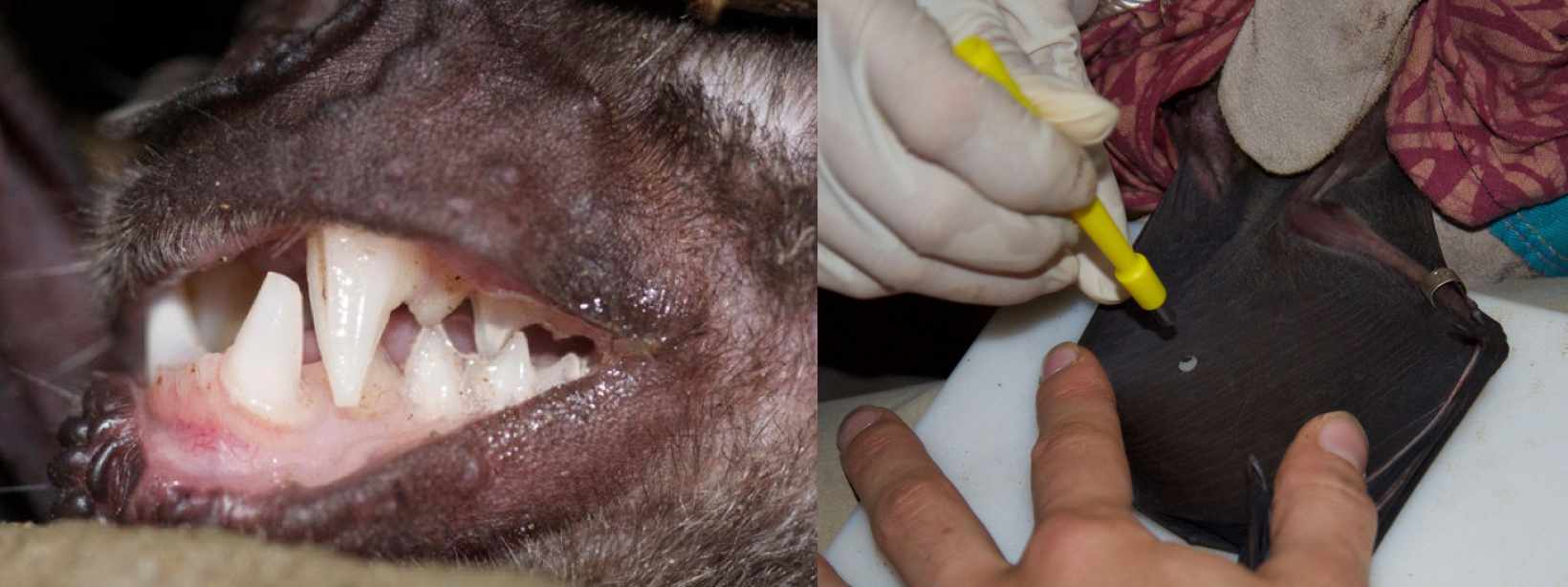 Astonishingly accurate: Chronological age determination of bats ...