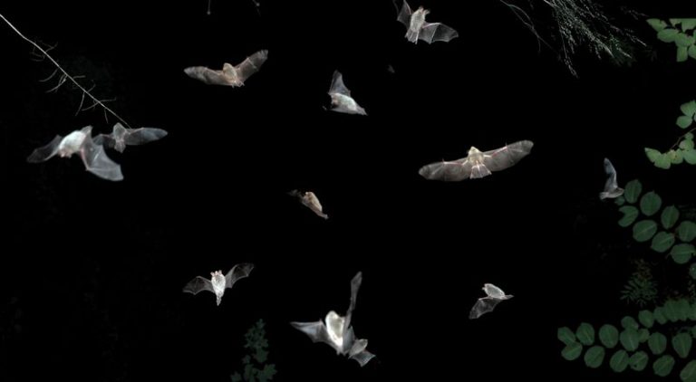 Similarities in social calls during swarming indicate interspecific ...