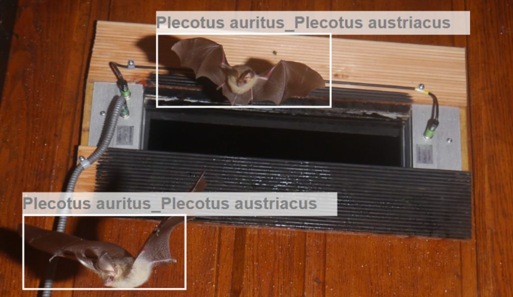 BatNet: a deep learning-based tool for automated bat species ...