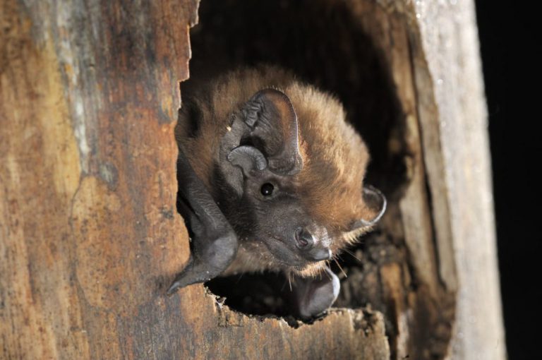 Autumn Migration of Greater Noctule Bat (Nyctalus Lasiopterus): through ...