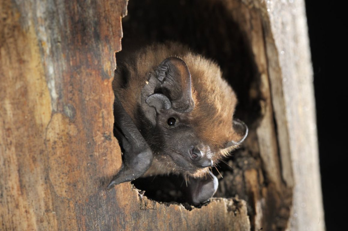 Autumn Migration of Greater Noctule Bat (Nyctalus Lasiopterus): through ...