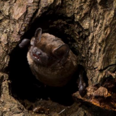 News – German Bat Observatory